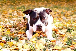 Seasons – Winter, Spring, Summer & Fall Dog Names