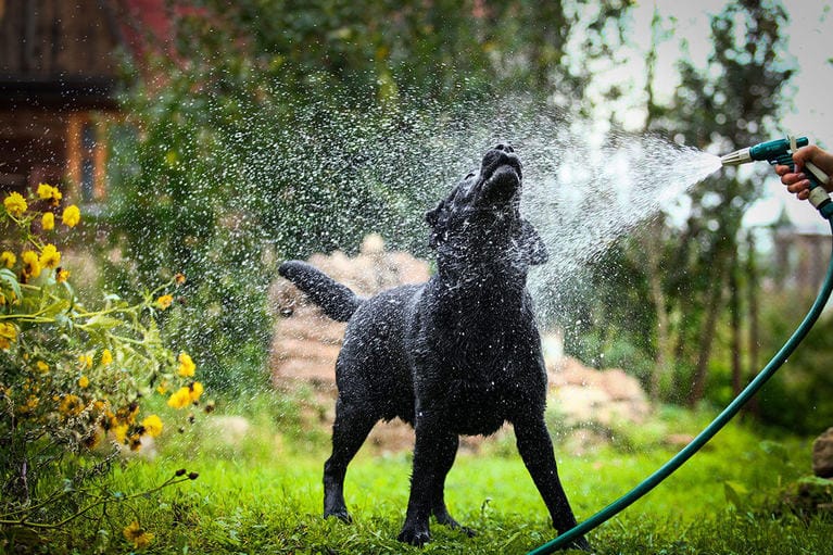 Seasons – Winter, Spring, Summer & Fall Dog Names