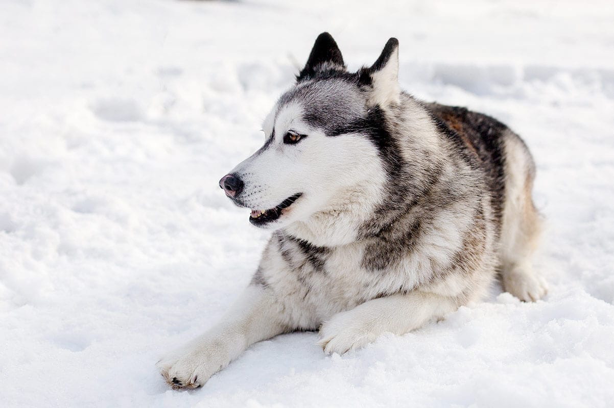 Seasons Winter Spring Summer Fall Dog Names seasons-winter-spring-summer-fall-dog-names