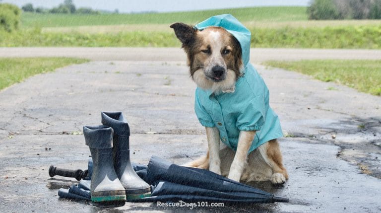 Dog won't pee or poop in rain? (Problem Solved!)
