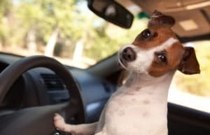 Solve all your dog's fears and anxiety about car rides