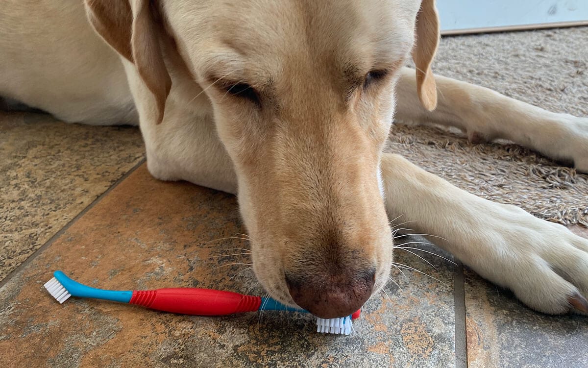 The best dog toothpaste (vet recommended dental care)