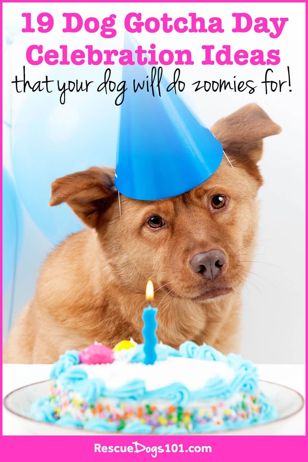 18 Happy Gotcha Day Dog Ideas that your dog will do zoomies for!