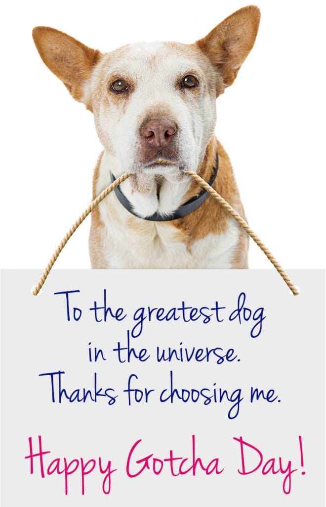 18 Happy Gotcha Day Dog Ideas that your dog will do zoomies for!