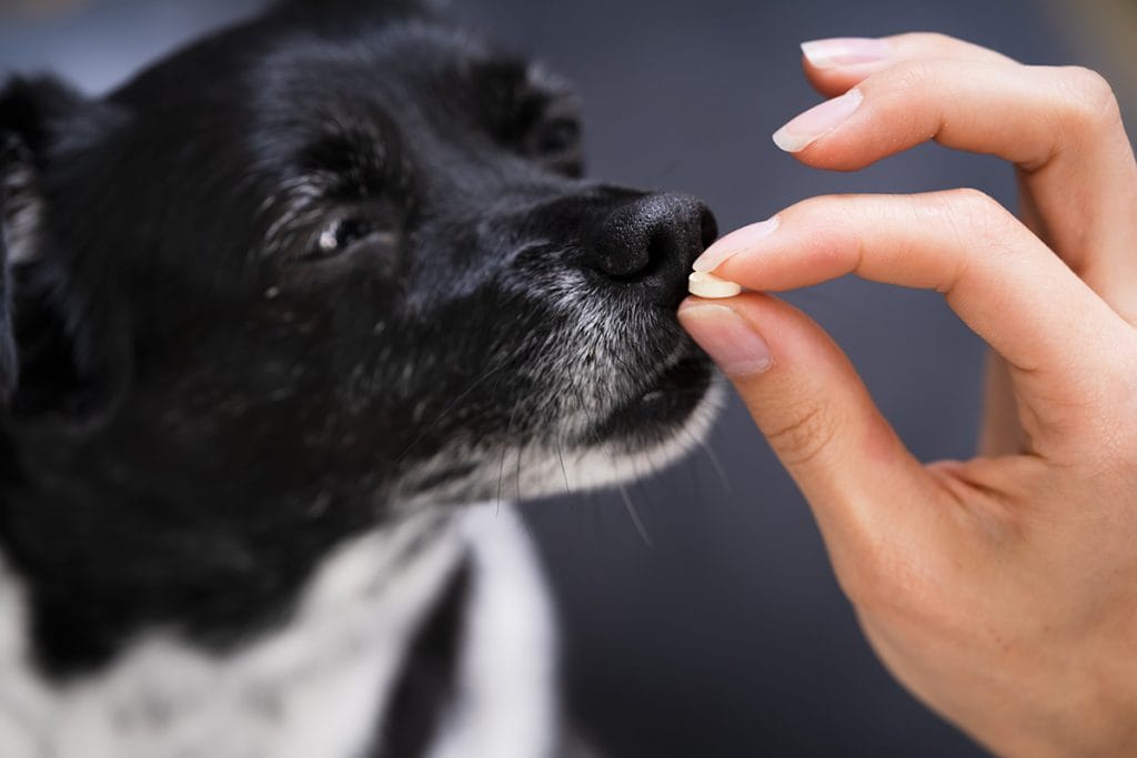 How to give a dog a pill (tips & tricks)