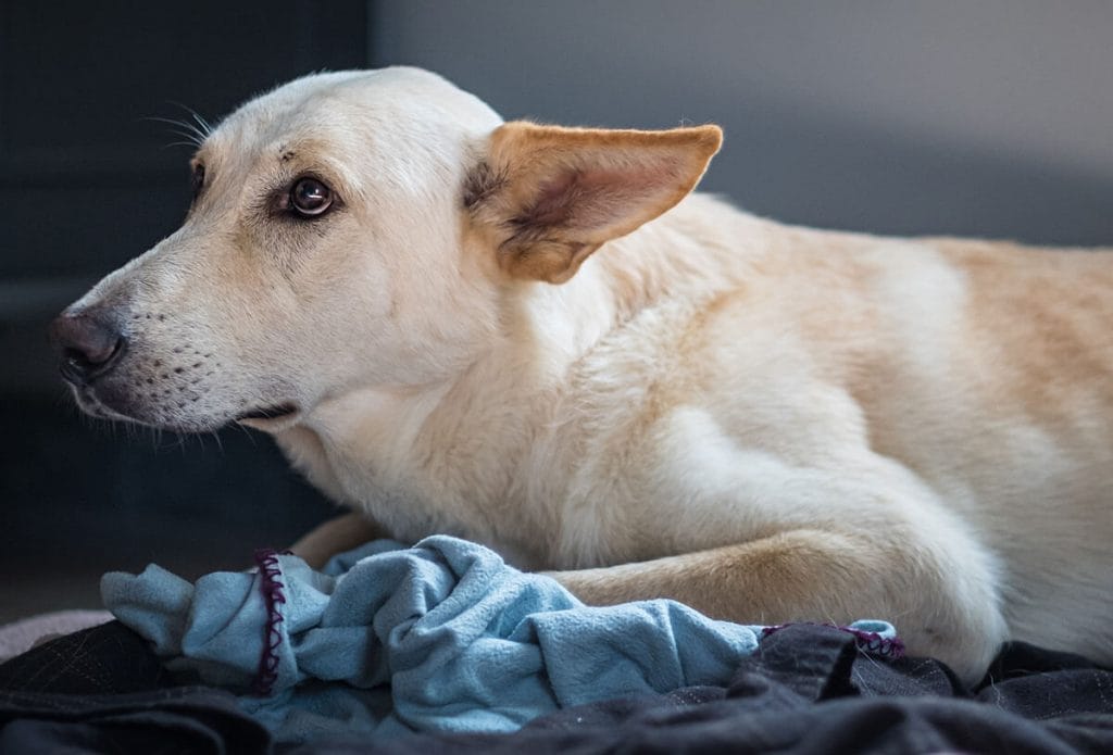 Help your reserved or shy dog become more confident