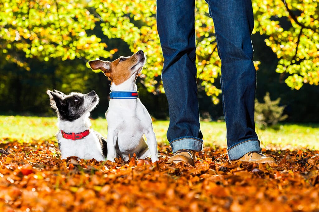 101 Interesting Facts About Dogs