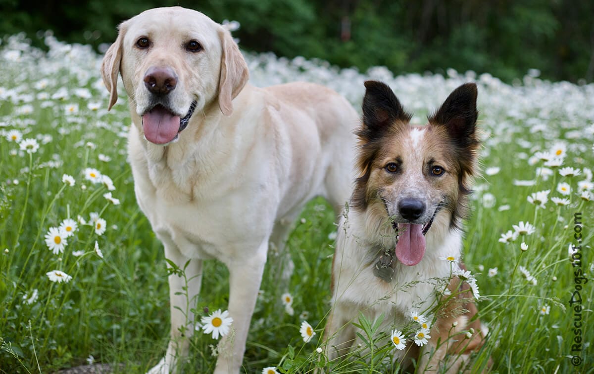 101 Interesting Facts About Dogs