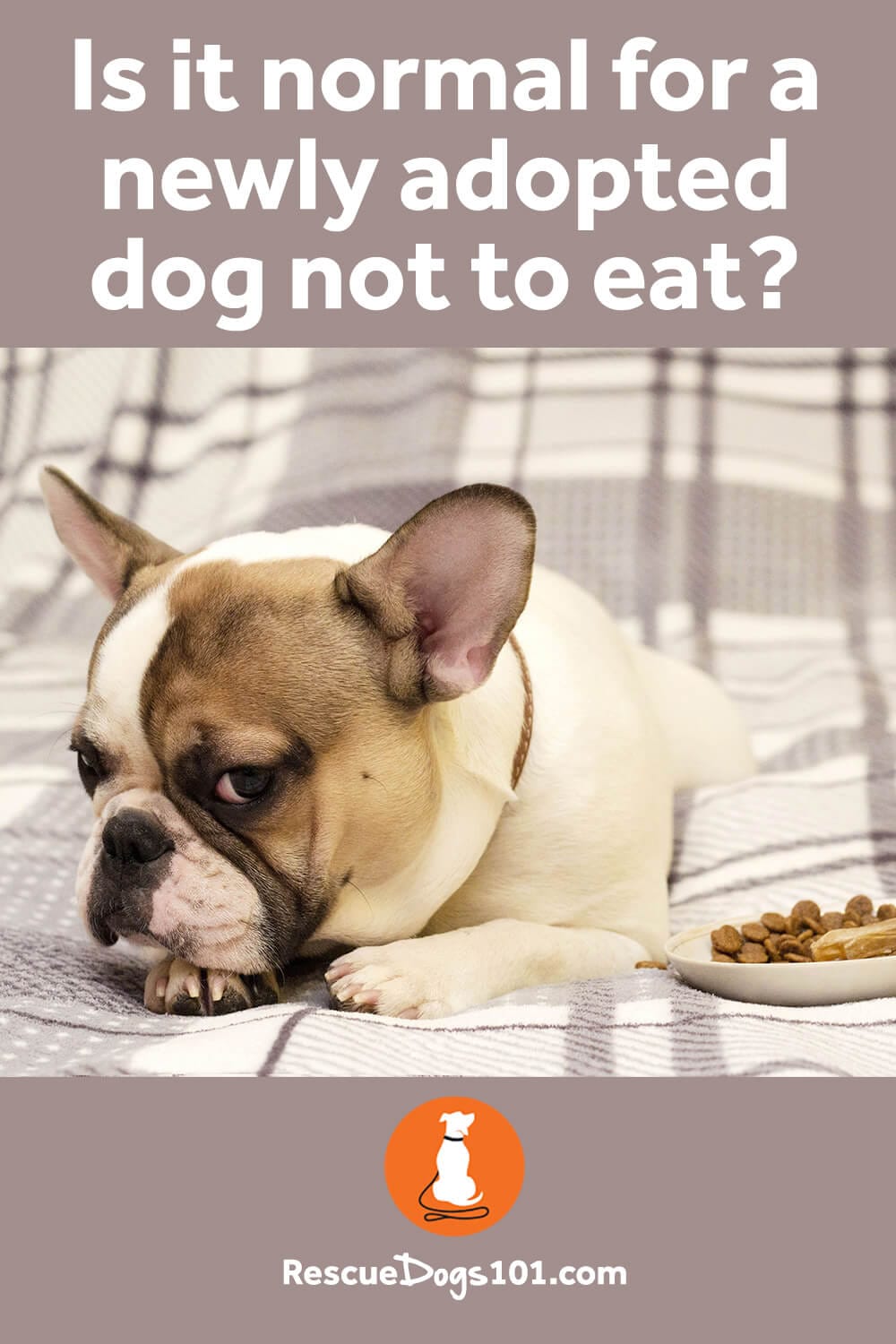 How long can a dog go without eating?