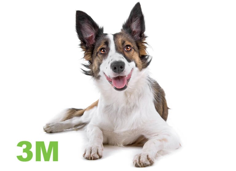 3-3-3 Rule for Dogs: Bringing a Rescue Dog Home