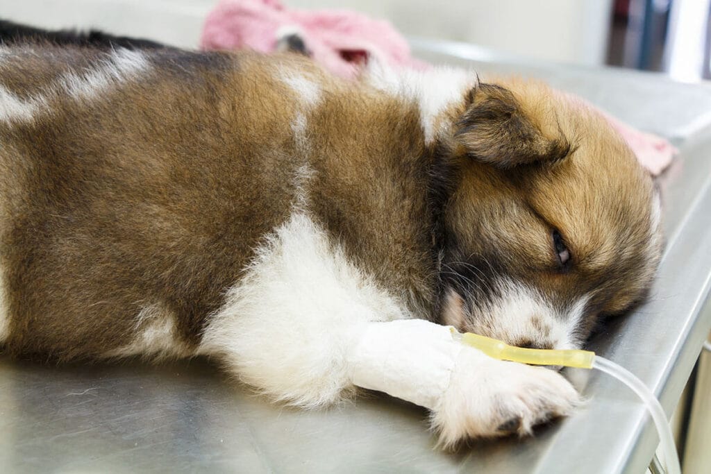 Spaying and Neutering Your Dog (everything you NEED to know)
