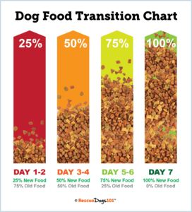 Dog Food Transition: A Quick Guide for Healthy Switches