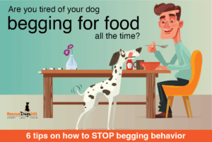 Dog begging for food all the time - how to stop this annoying behavior