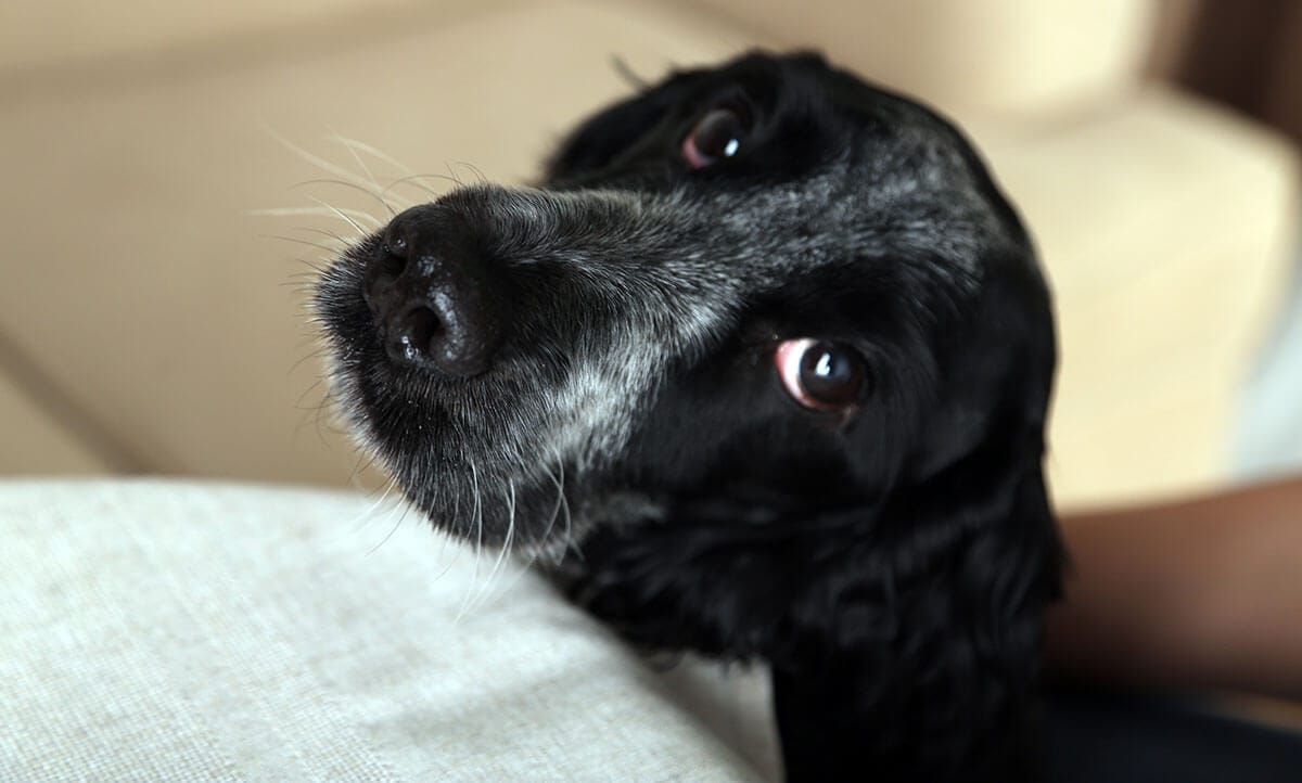 Dog begging for food all the time - how to stop this annoying behavior