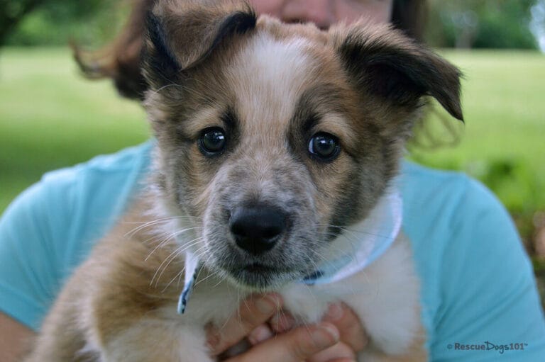 Understanding Puppy Fear Periods: How to Help Your Pup Get Through Them