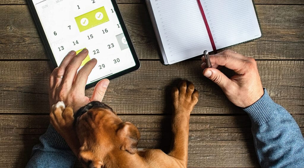 Puppy Schedule: The key to raising a happy dog