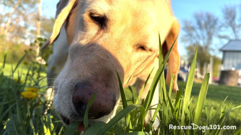 Why Do Dogs Eat Grass?