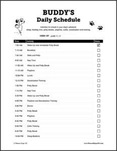 Puppy Schedule: The key to raising a happy dog