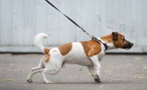 How to Help Your Leash Reactive Dog