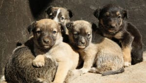 What is a Puppy Mill: Uncovering the Truth