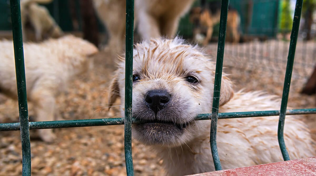 Puppy Mill Crowded Cages