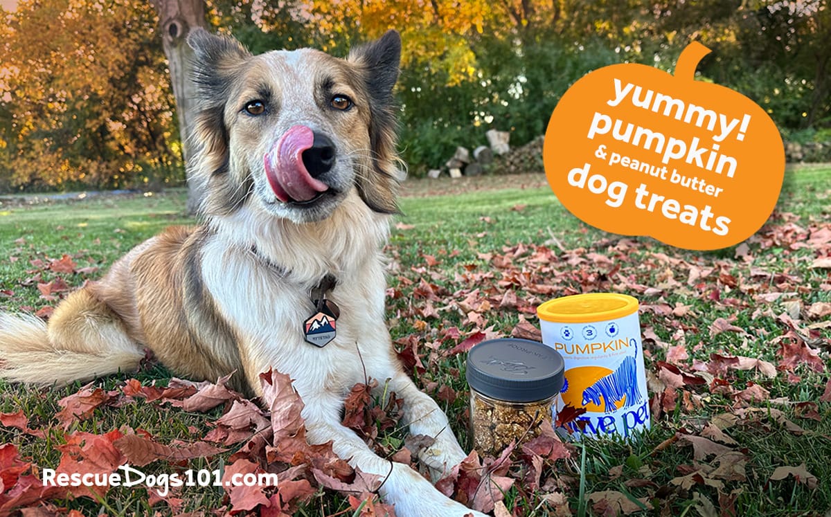 Homemade Pumpkin PB Dog Treats (3-ingredient recipe)