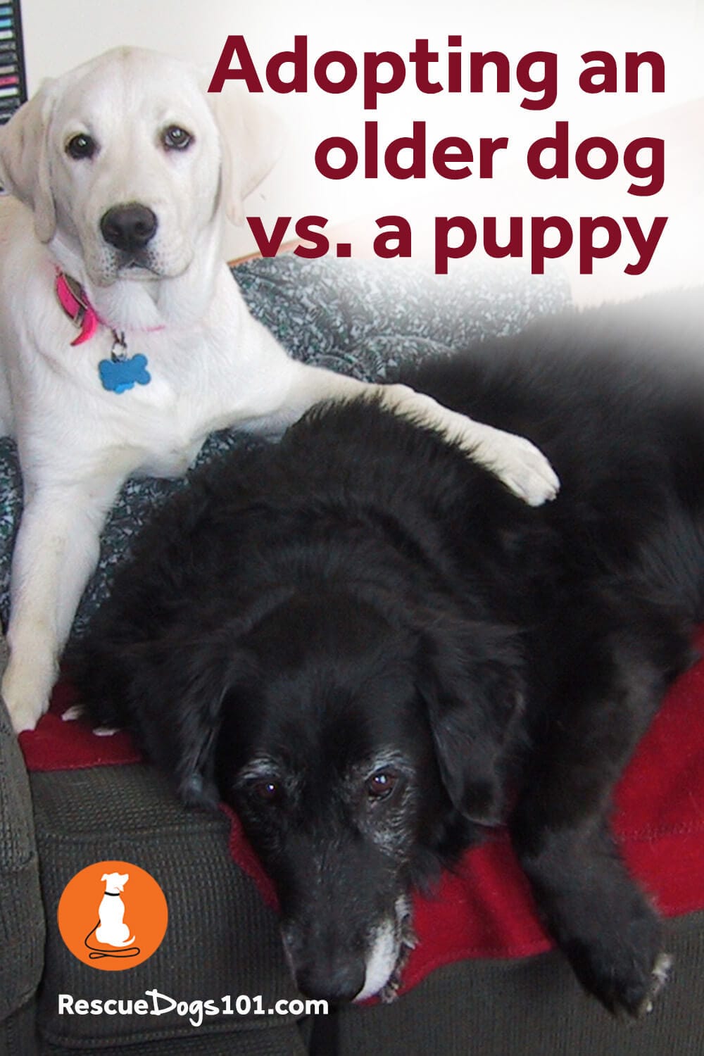 Pros and cons of adopting an older or senior dog