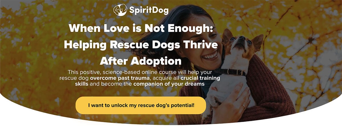 How to train a rescue dog (12 steps with 6 bonus tips)