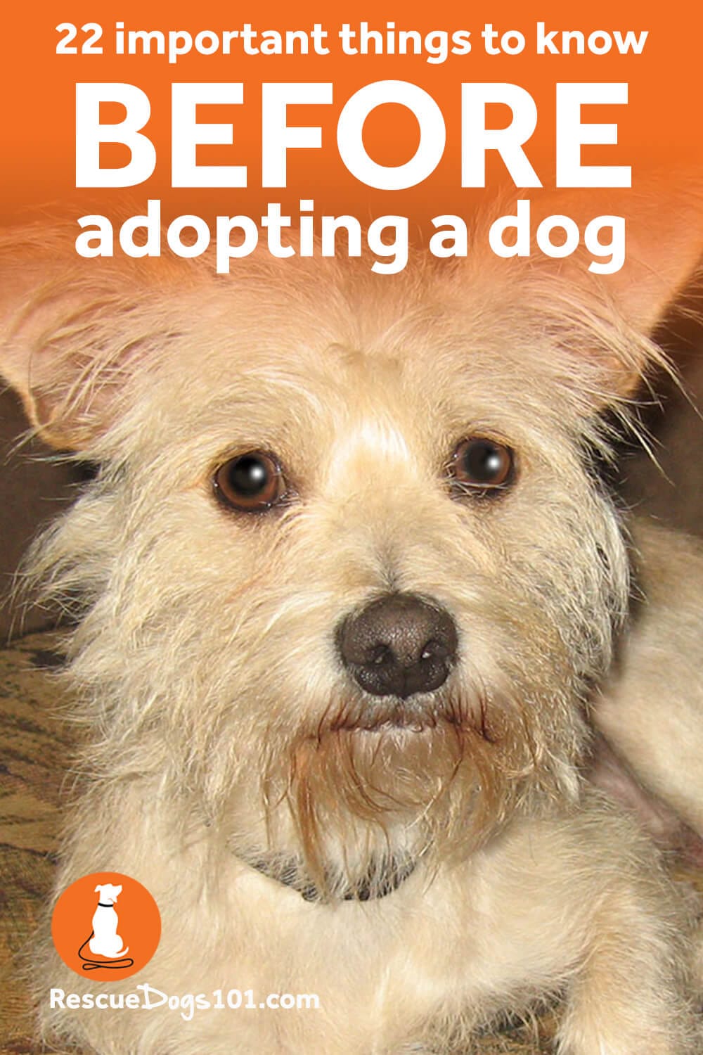 22 Important things to know BEFORE adopting a dog