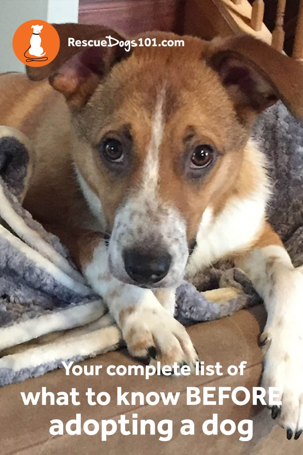 22 Important things to know BEFORE adopting a dog