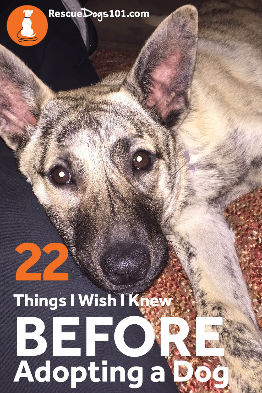 22 Important things to know BEFORE adopting a dog