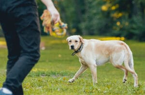 Why is my dog afraid of men? And how to help.