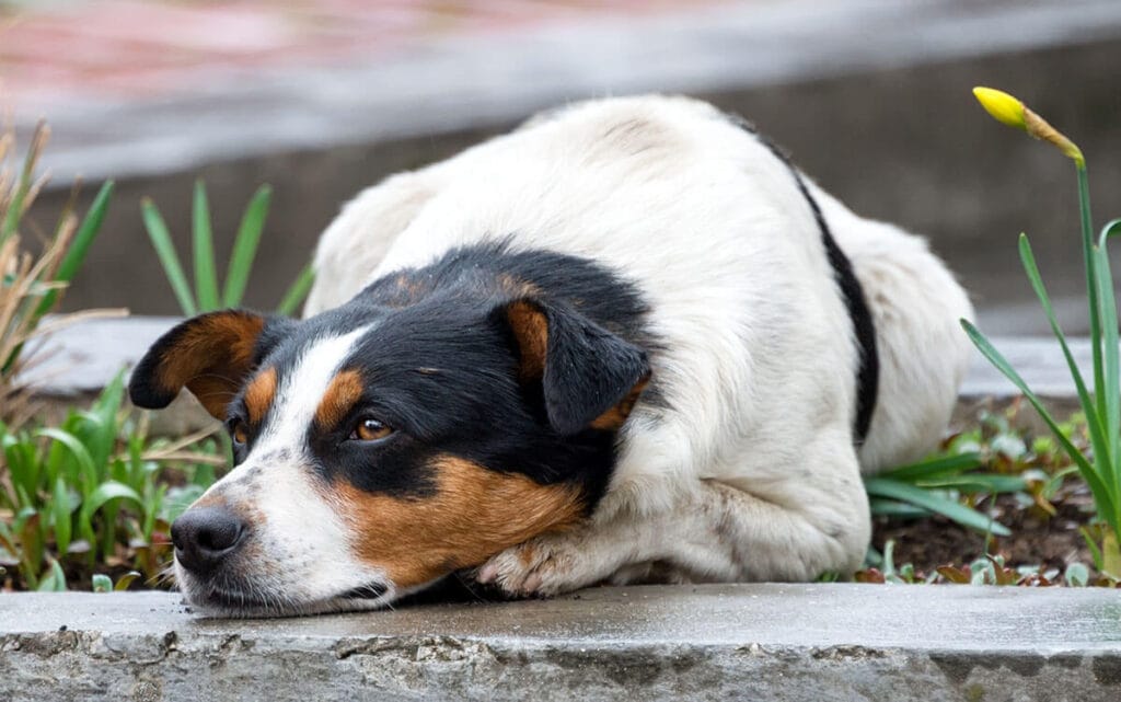 Do Dogs Remember Their Past?