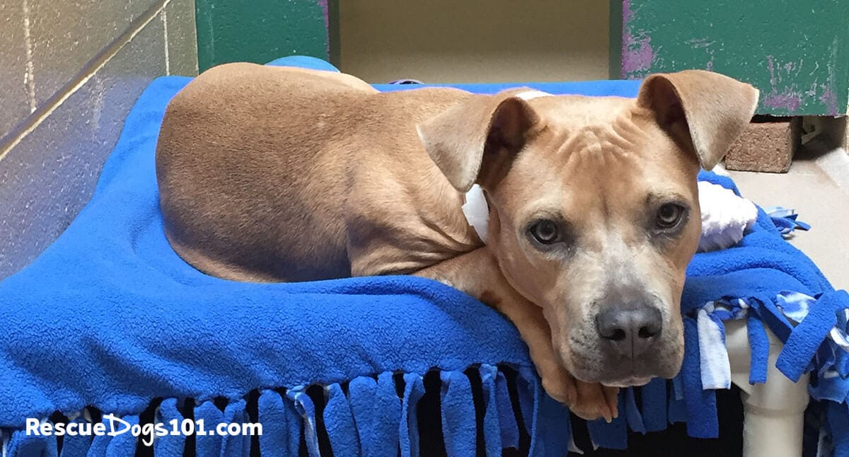 Why Do Rescues Make Adopting a Dog So Hard?