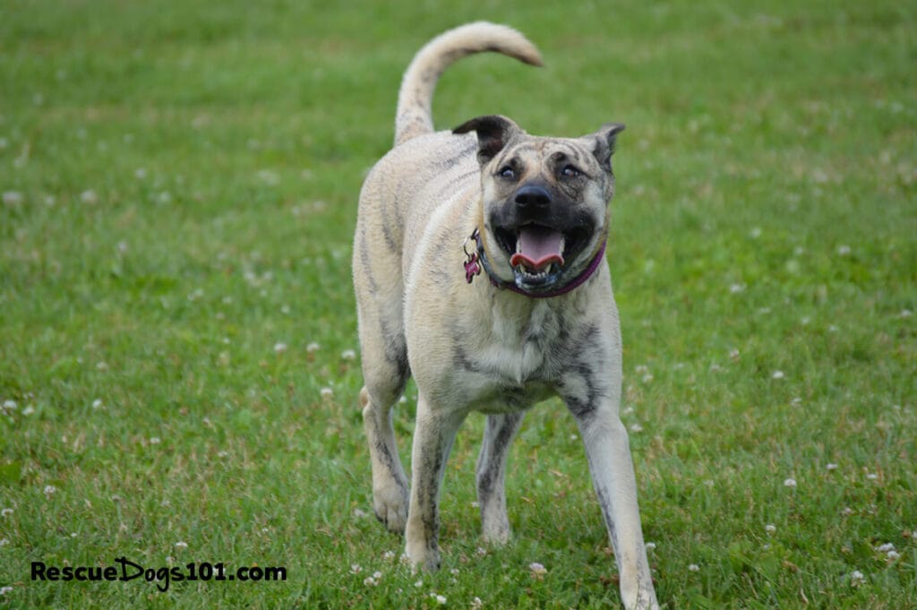 How To Adopt A Dog – Your Step-by-Step Guide