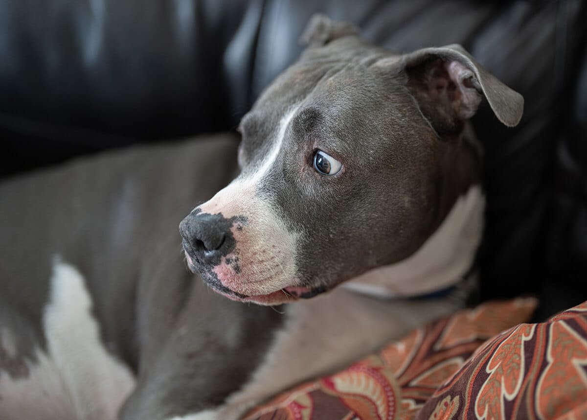 Simple Tips to Ease Anxiety in Dogs