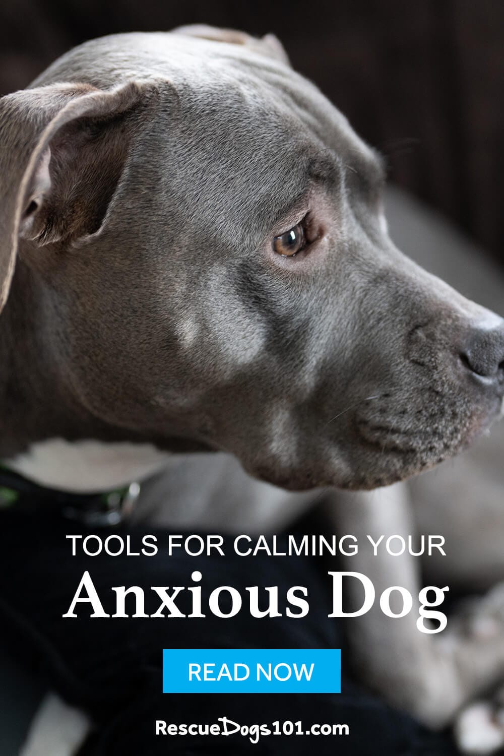 How to Help Your Rescue Dog Overcome Anxiety