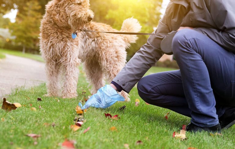 7 Dog Walking Etiquette Rules: A Guide for Dog Owners