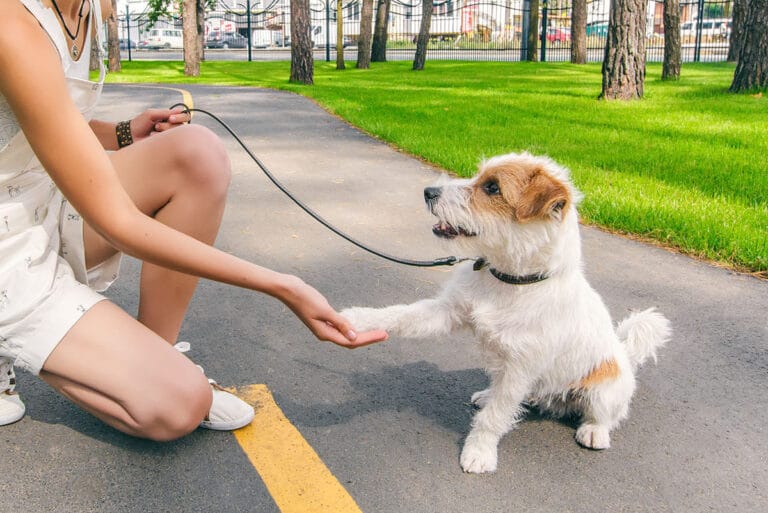 7 Dog Walking Etiquette Rules: A Guide for Dog Owners