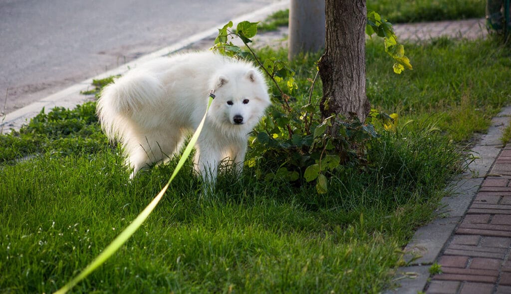 7 Dog Walking Etiquette Rules: A Guide for Dog Owners