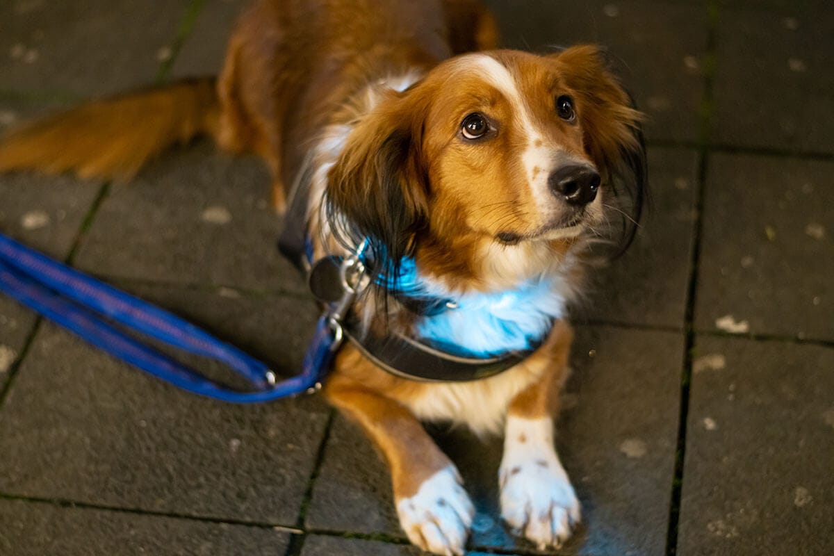 Walking at Night with Your Dog – 26 Safety Tips & Gear