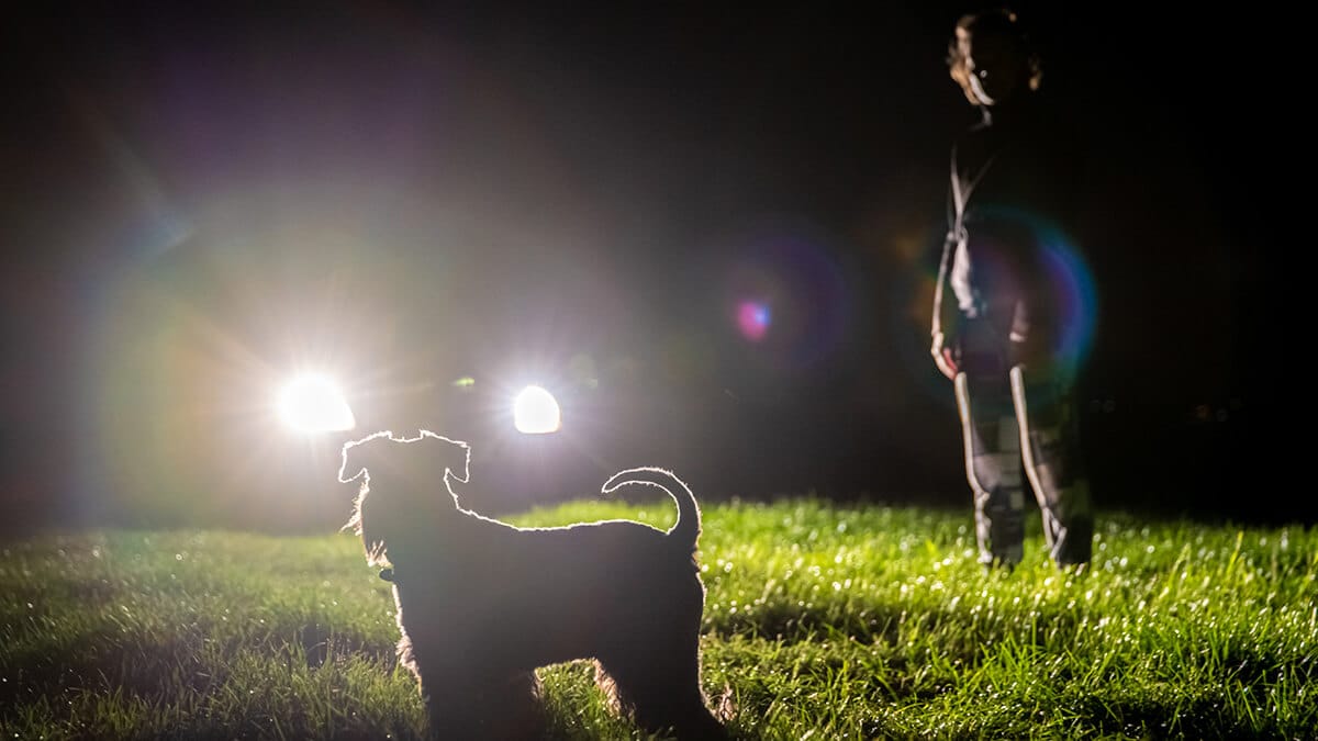 Walking at Night with Your Dog – 26 Safety Tips & Gear