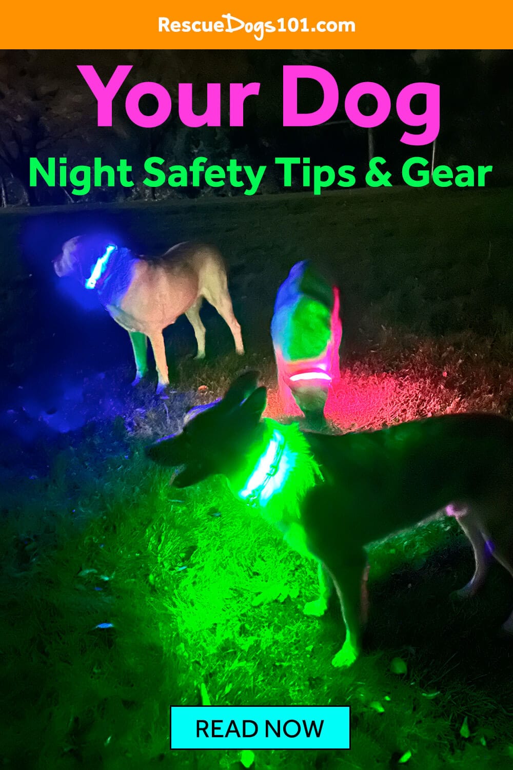 Walking at Night with Your Dog – 26 Safety Tips & Gear