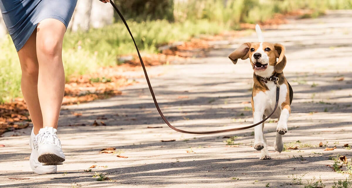 How often should I walk my dog and why?