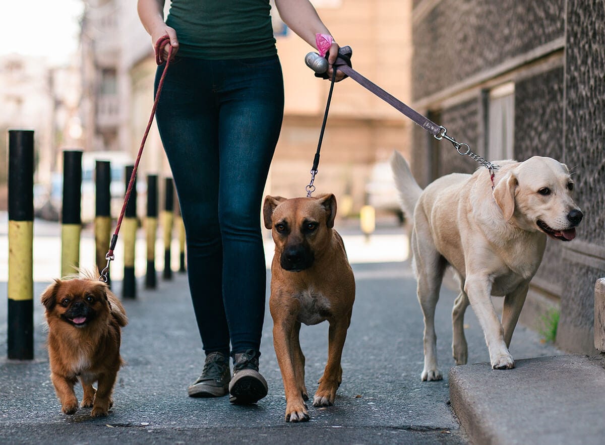 How often should I walk my dog and why?