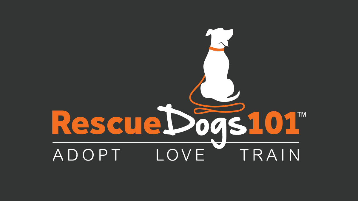 Blog - Rescue Dogs 101