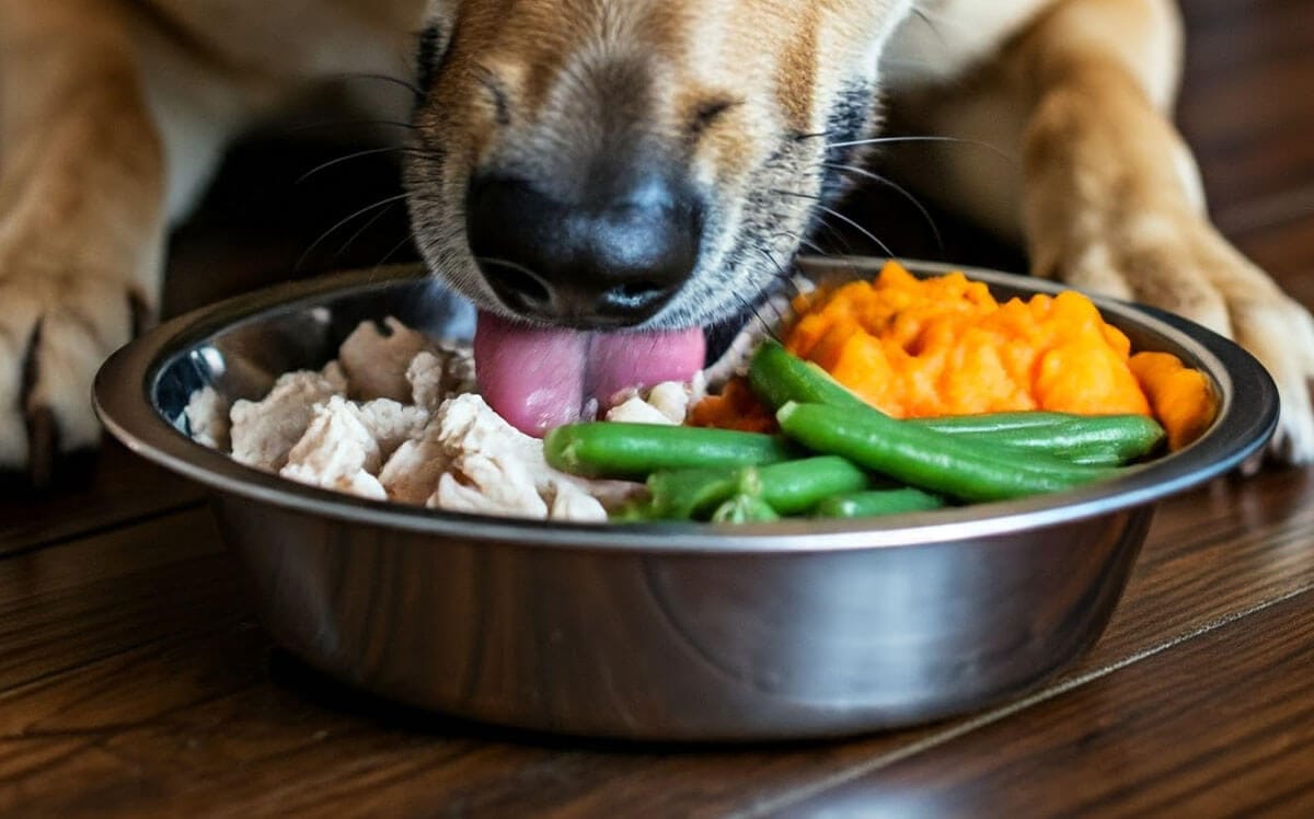 Dog Thanksgiving dinner and treats
