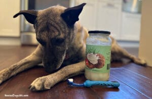 5 Homemade Dog Toothpaste Recipes
