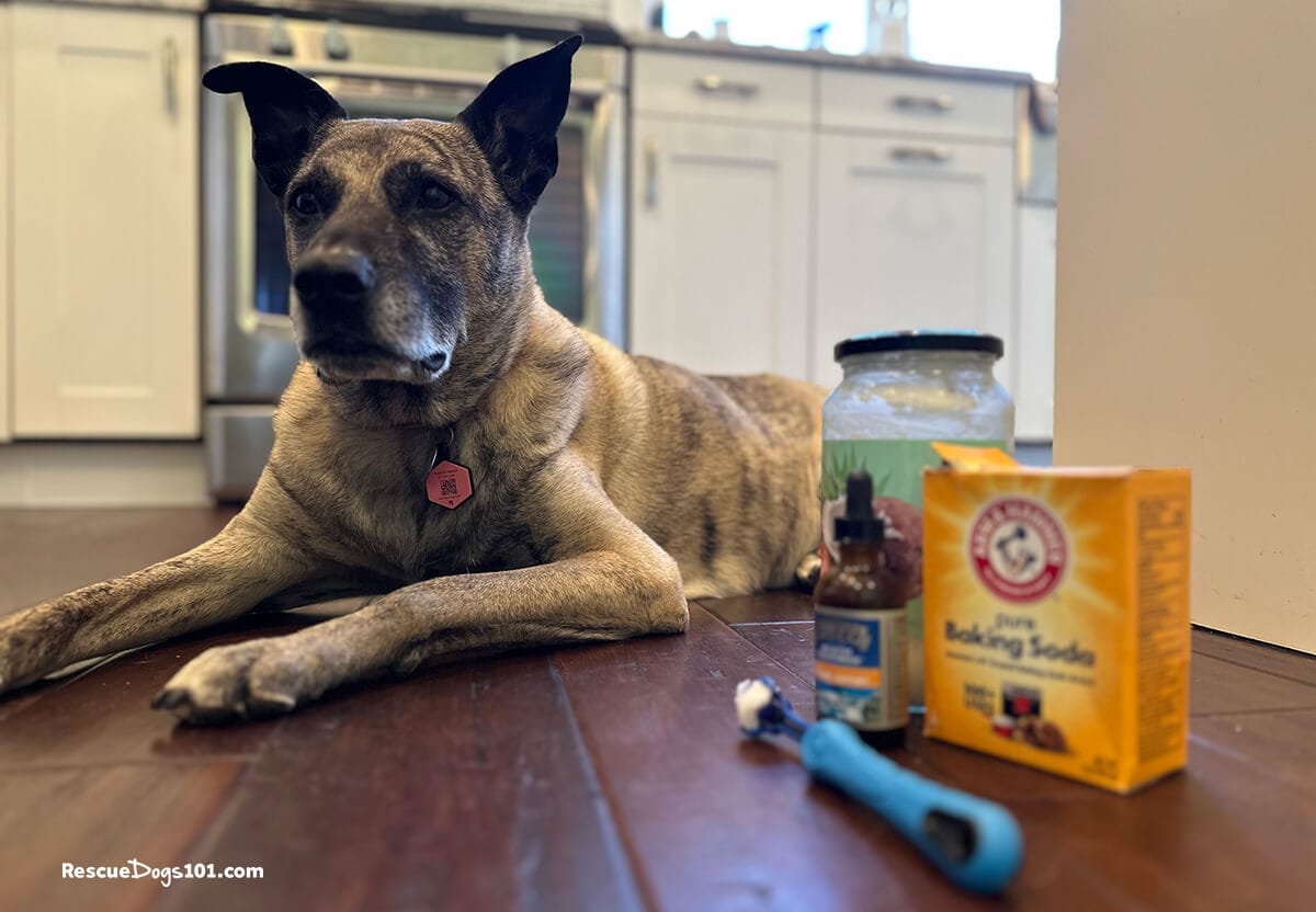 5 Homemade Dog Toothpaste Recipes