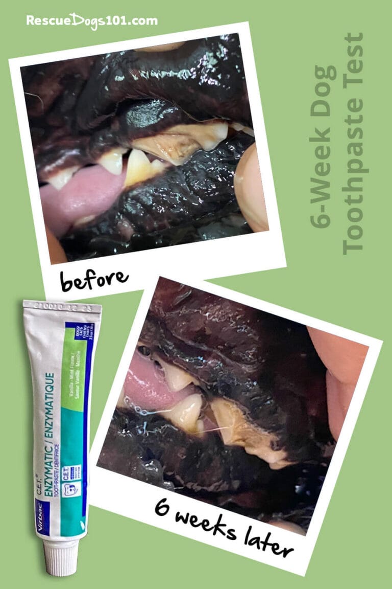 The best dog toothpaste (vet recommended dental care)
